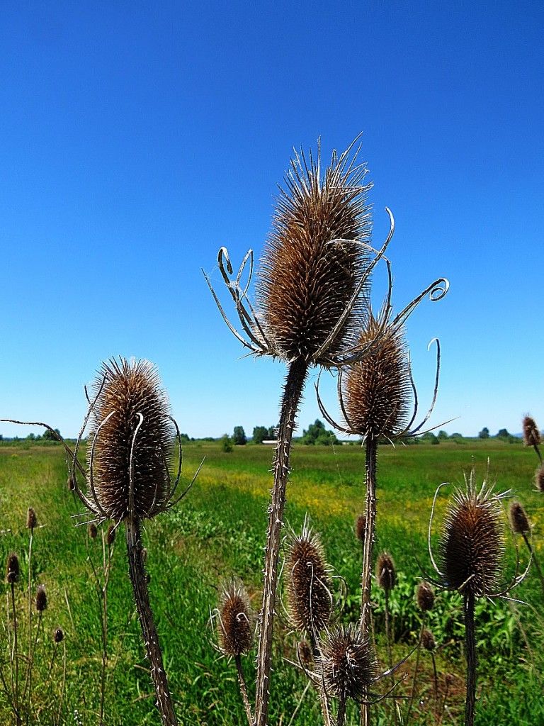 Ridgefield Refuge: The Hike You Can Take Without Even Getting Out of ...