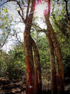 13 Reasons To Love Yelapa, Mexico - This Way To Paradise-Beaches and ...