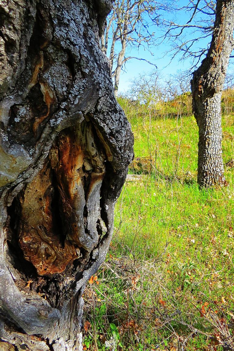 Washington Hikes: The Columbia Gorge Labyrinth Has It All - This Way To ...