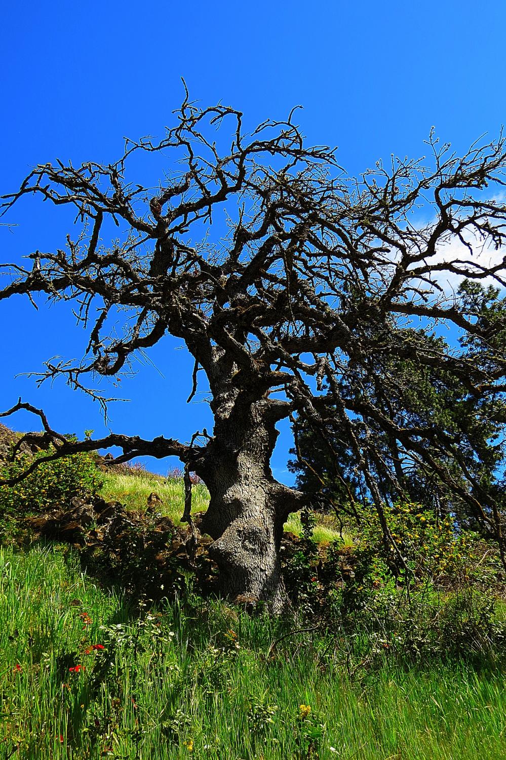 Oregon Waterfall Hikes: Mosier Creek Falls and Mosier Plateau - This ...