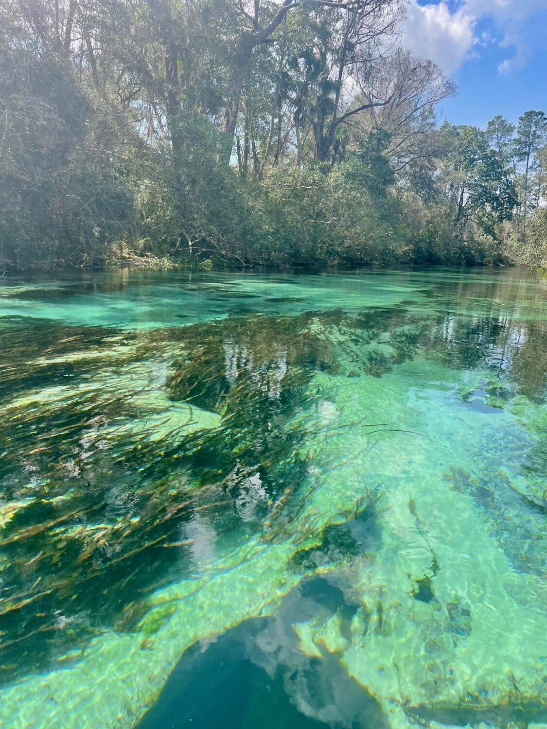 Exploring Florida Springs: Nature's Liquid Jewels - This Way To Paradise