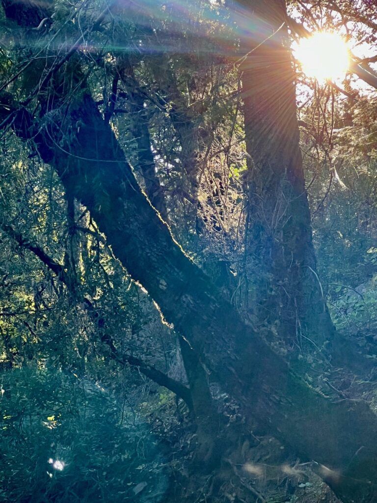 Sacred Sites And Spiritual Experiences At Mt. Shasta - This Way To ...